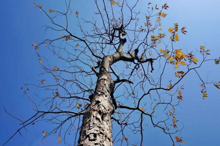 What to Do if a Neighbour's Tree Is Affecting You: Legal UK Advice